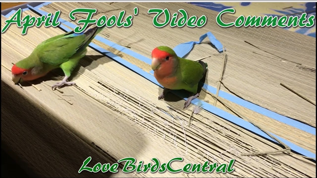 April Fools’ Video Comments | LoveBirdsCentral #298 - YouTube