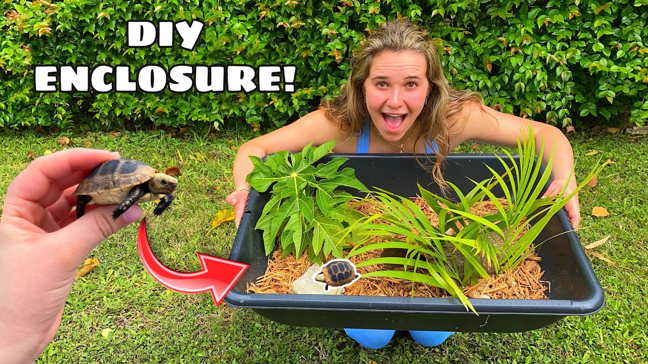 DIY BABY TORTOISE DREAM HOME! - YouTube