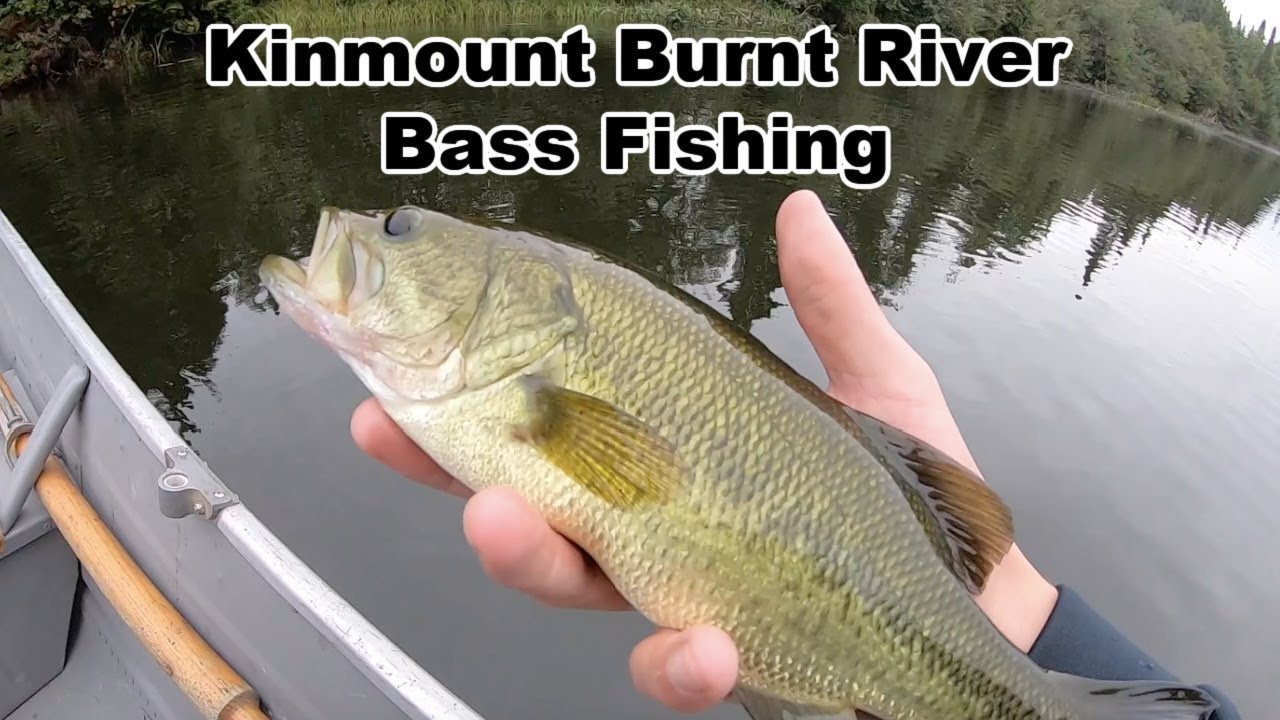 Kinmount Burnt River Bass Fishing | All Morning Action! - YouTube