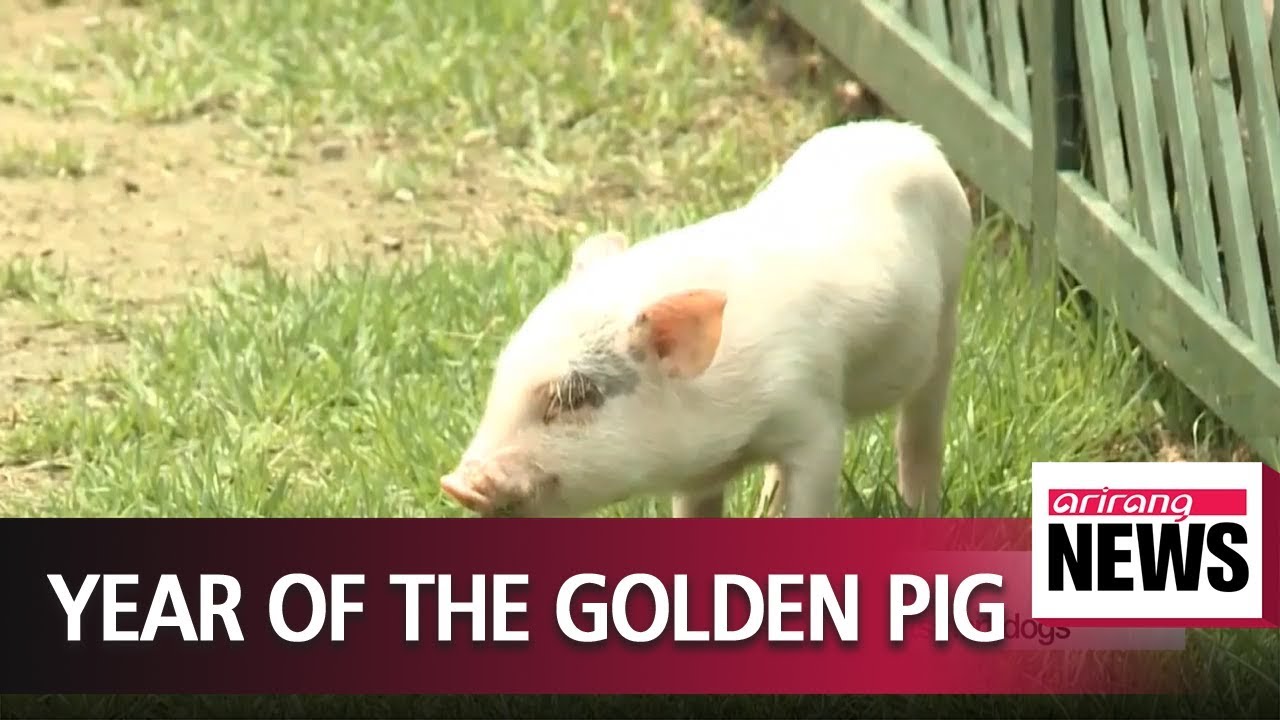 Closer look at pigs, celebrating the Year of the Golden Pig in 2019 ...