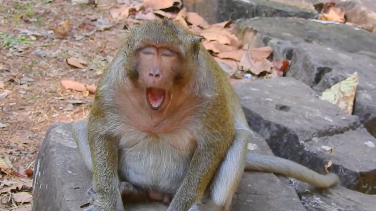 something with King Sweet Pea, funny video with monkey sweet pea - YouTube