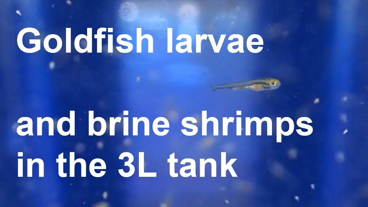 Goldfish larvae and brine shrimps in the 3L tank - YouTube