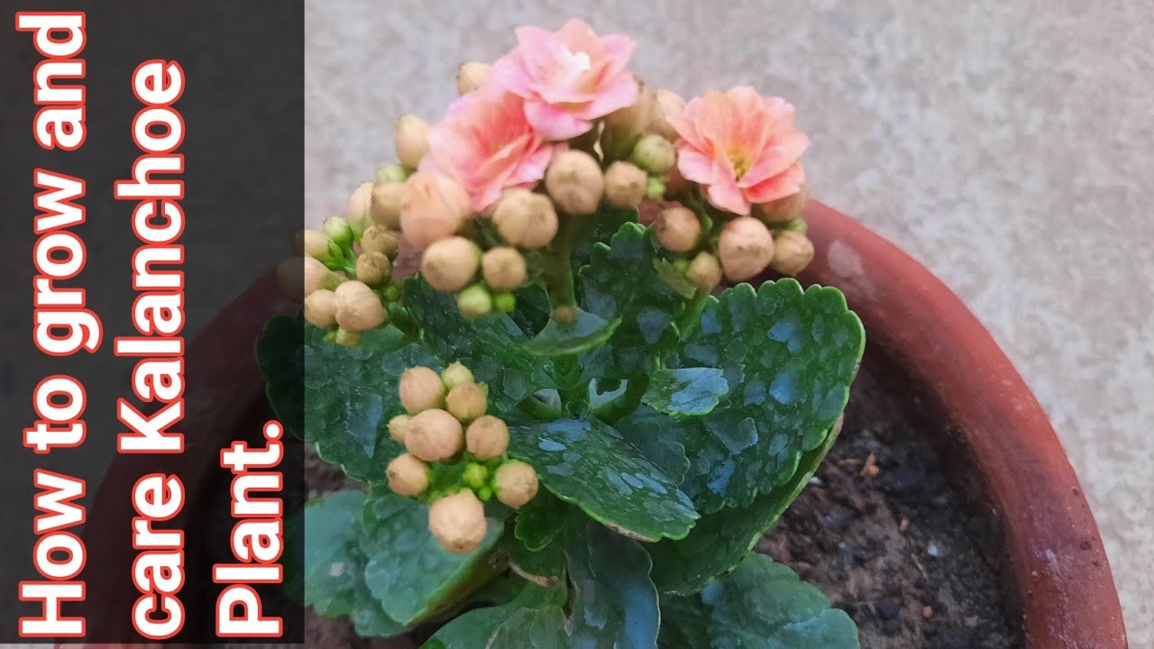 How to grow and care Kalanchoe // Kalanchoe plants growling tips ...