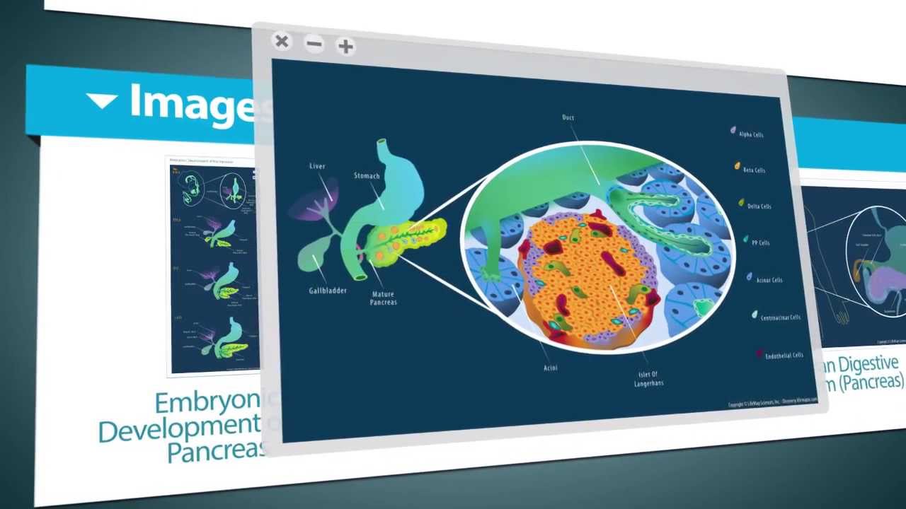 LifeMap Discovery - Introduction - YouTube