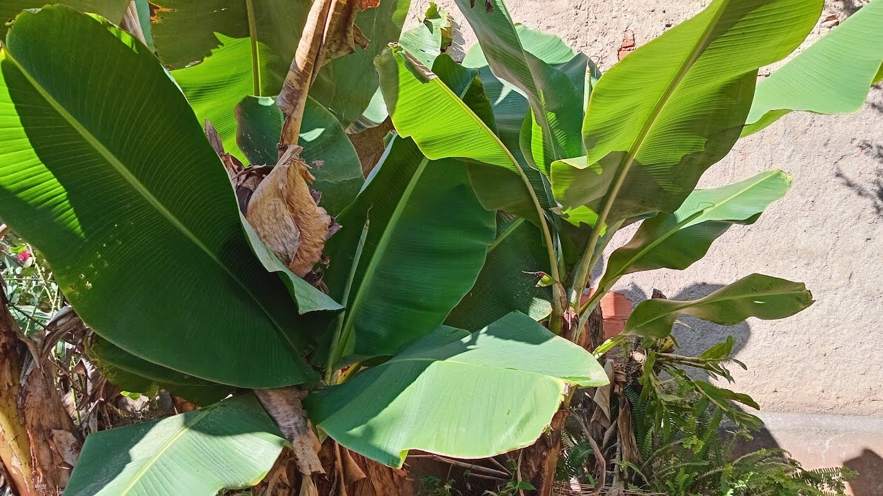 VEJA COMO PLANTAR MUDA DE BANANA. - YouTube