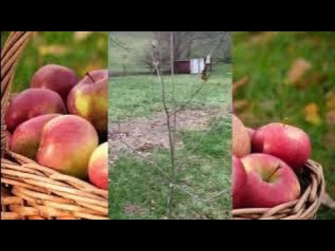 Grow Your Own Fruit Trees Save Money with Apples, Cherries, Plums ...