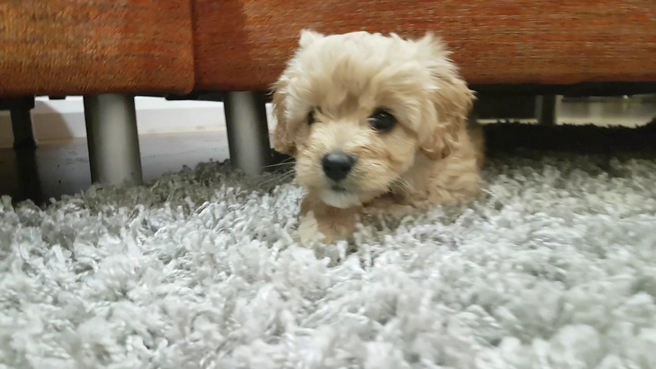 Cavapoo Puppies play time 2017 - YouTube