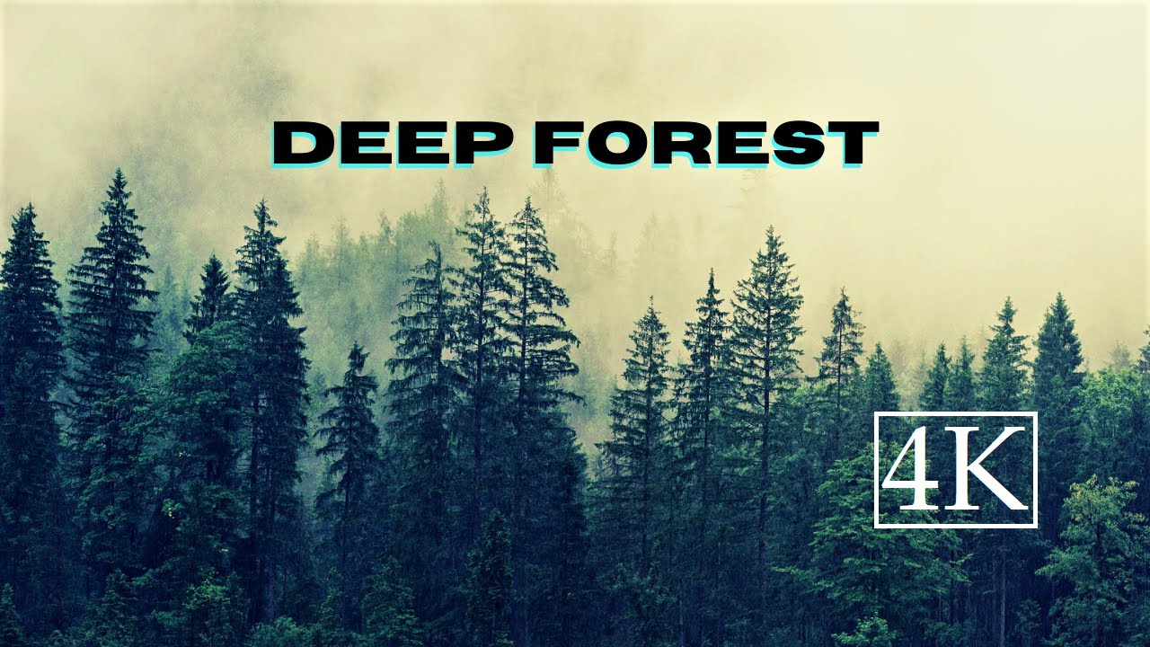 Deep forest - 4k | relaxing music | cinematic video | Rainforest - YouTube