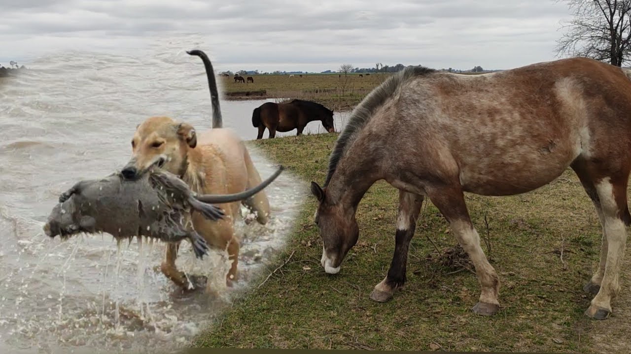 AVENTURA DE CAZA EN LA ISLA CABALLO 🐎🐴! IMPERDIBLE - YouTube