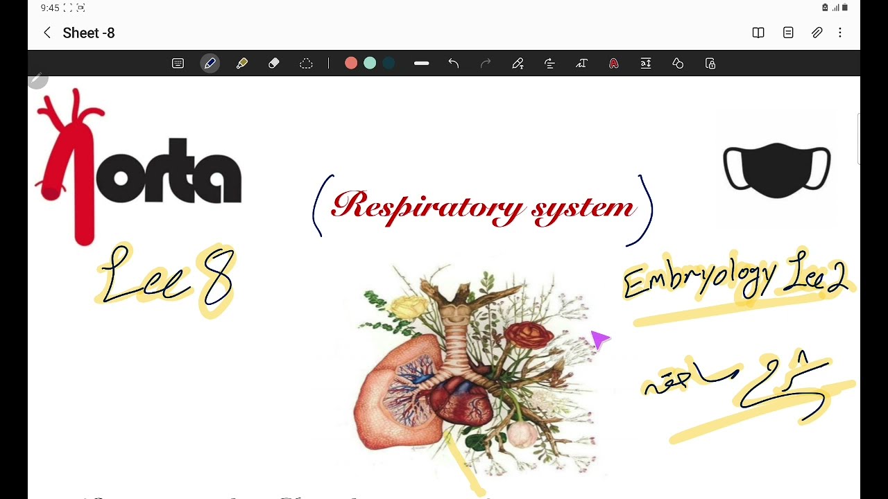 Development of the Respiratory System (Respiratory Embryology) - YouTube