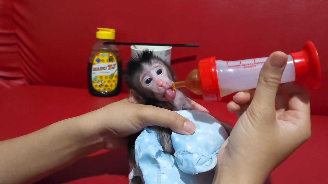 Newborn Baby Monkey Chico drinking warm honey - YouTube