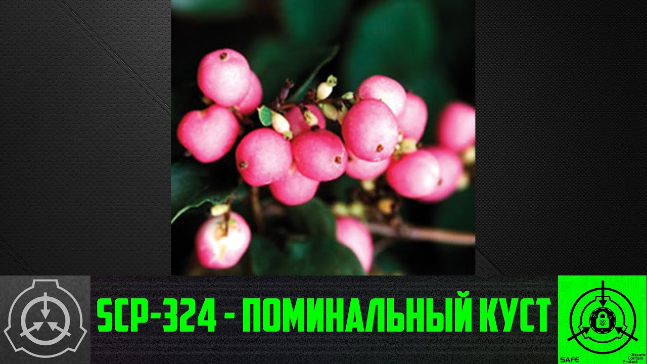 SCP-324 - Поминальный куст 【СТАРАЯ ОЗВУЧКА】 - YouTube