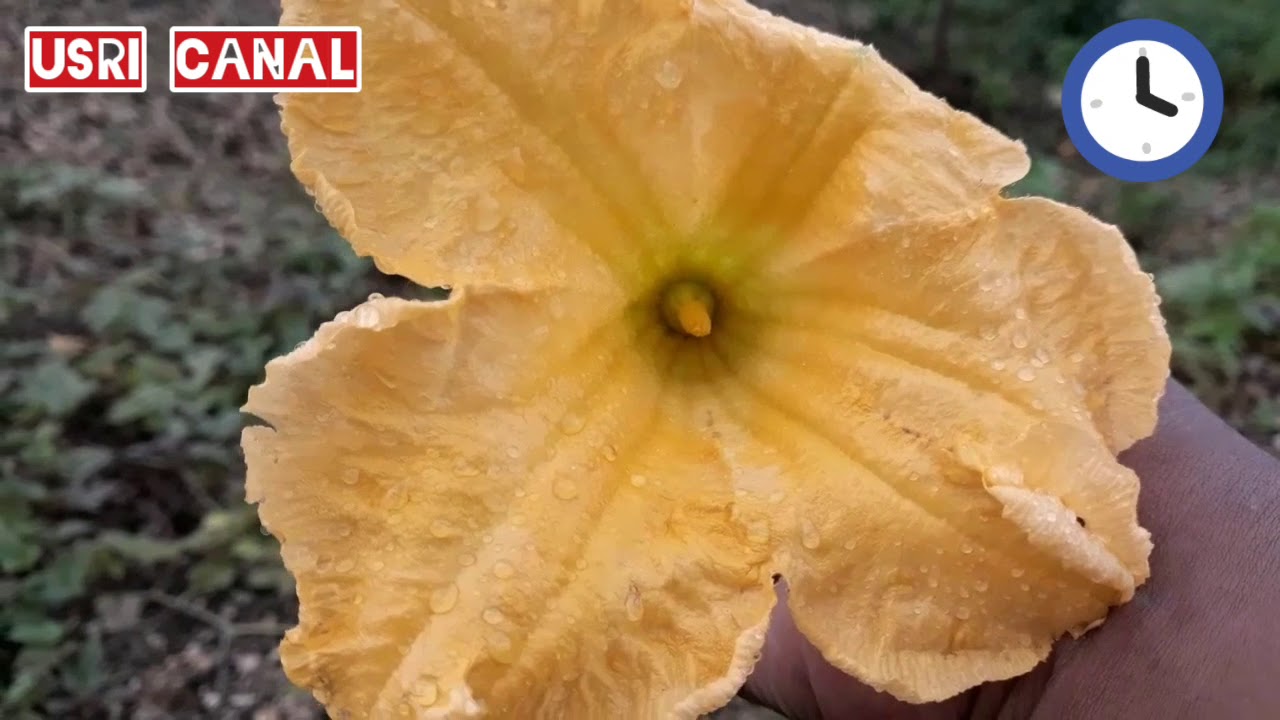 Tips Mengawinkan Bunga Labu jantan & Betina - YouTube