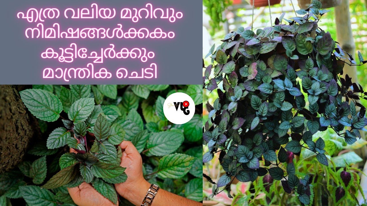 Murivu Pettannu Unangan|മുറികൂടി|മുറിവൊട്ടി|മുറികൂട്ടി|Red Ivy Plant ...