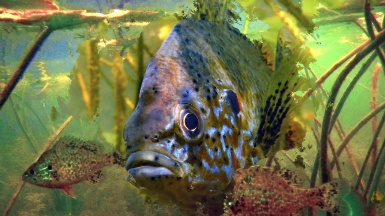 Les Poisson de Lac Rond, Sainte Adele - YouTube