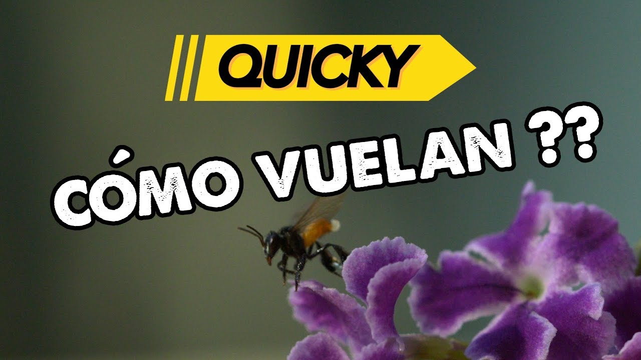 Insectos volando en camara lenta! - Especial 10k - YouTube