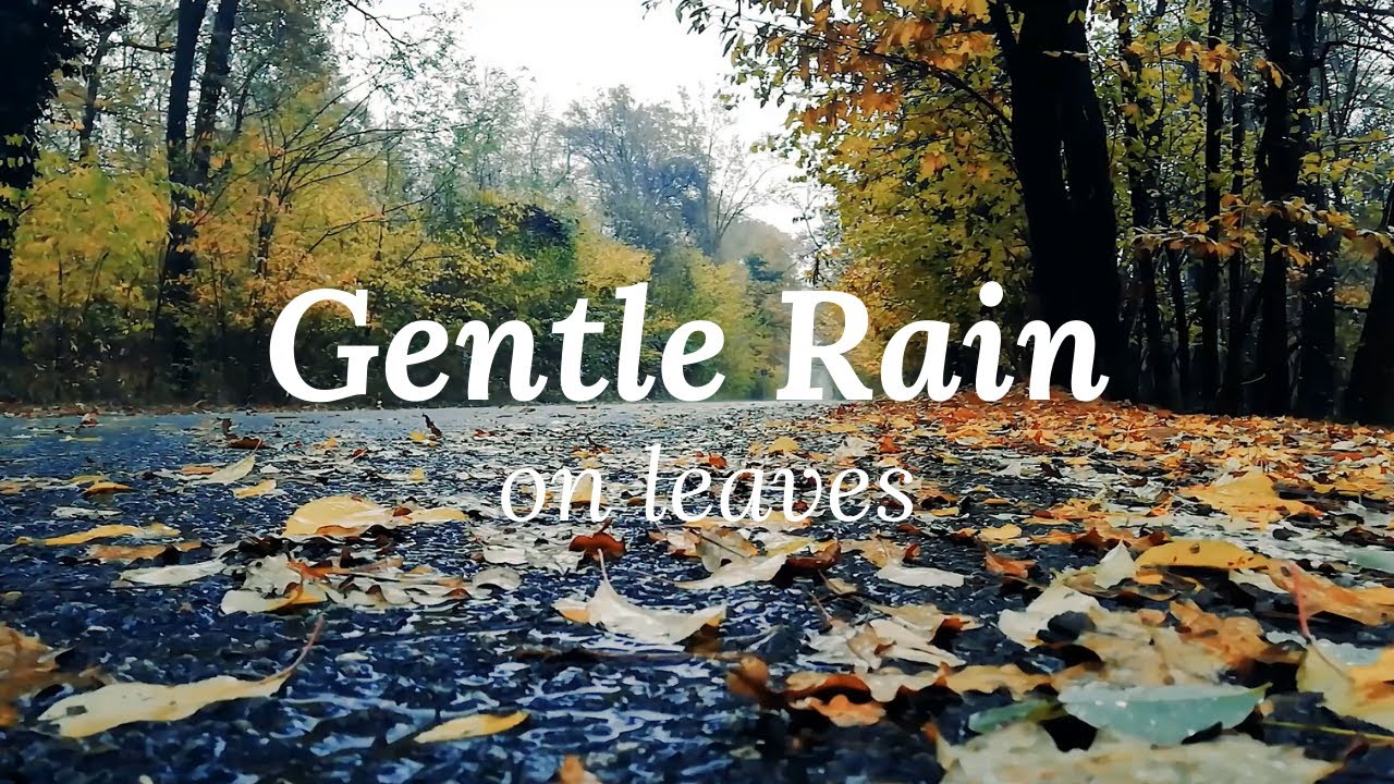 Gentle Rain Sounds for Relaxation | Sleeping or Studying - YouTube
