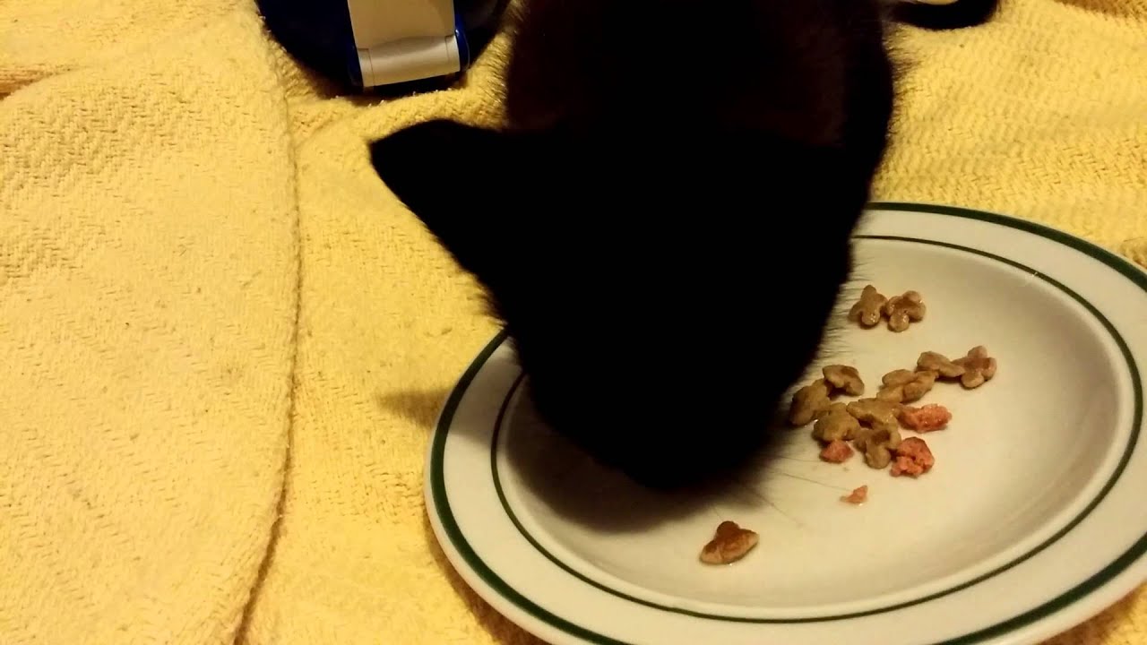 Obsidian (Obie) discovers hard food is delicious. - YouTube