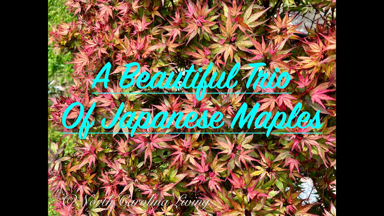 A Beautiful Trio Of Larger Size Japanese Maples ~ Adding Some Vertical Height To The Rule ...