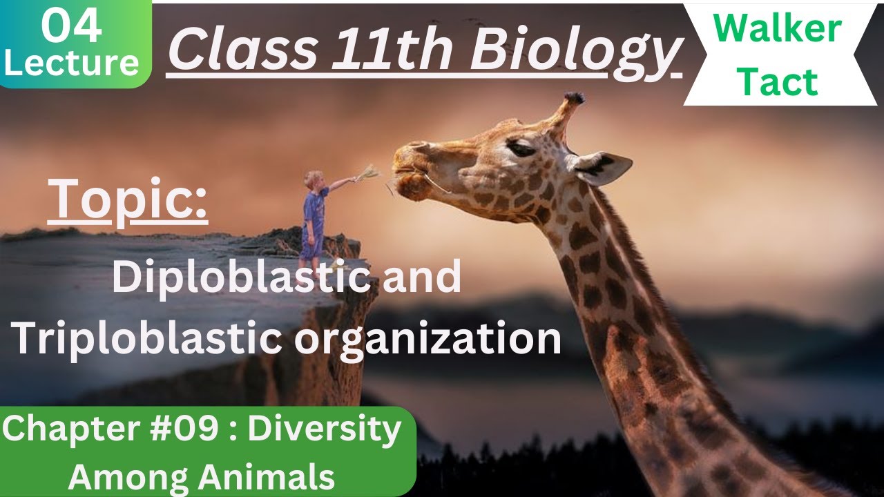 Diploblastic and Triploblastic organization class 11th - Kingdom ...