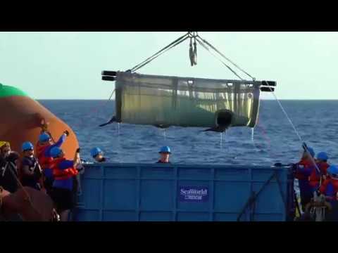 Historical Pilot Whale Return | SeaWorld Orlando - YouTube