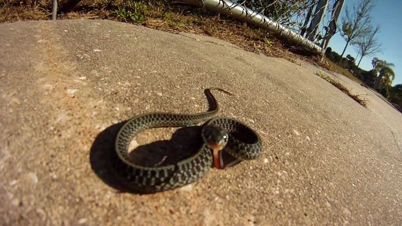 SNAKE BITE GoPro HD - YouTube