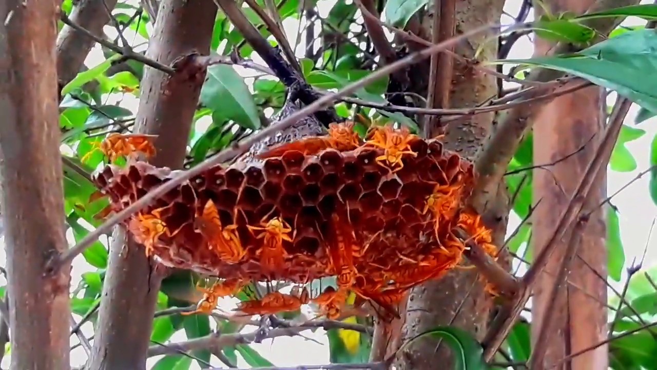 Vimrul,the nest of the red bolta fly |এরা উপকারী মাছি | বোলতা ভিমরুল ...