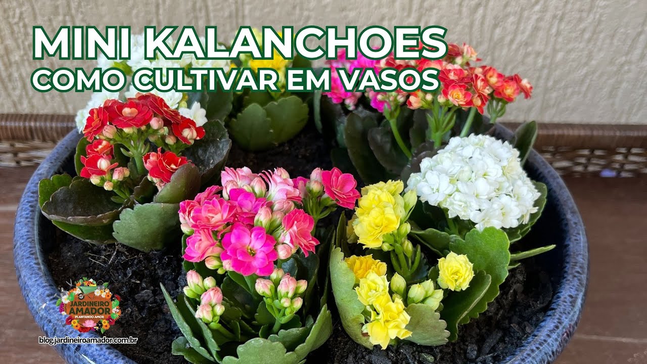 mini kalanchoe - como plantar em vaso - YouTube