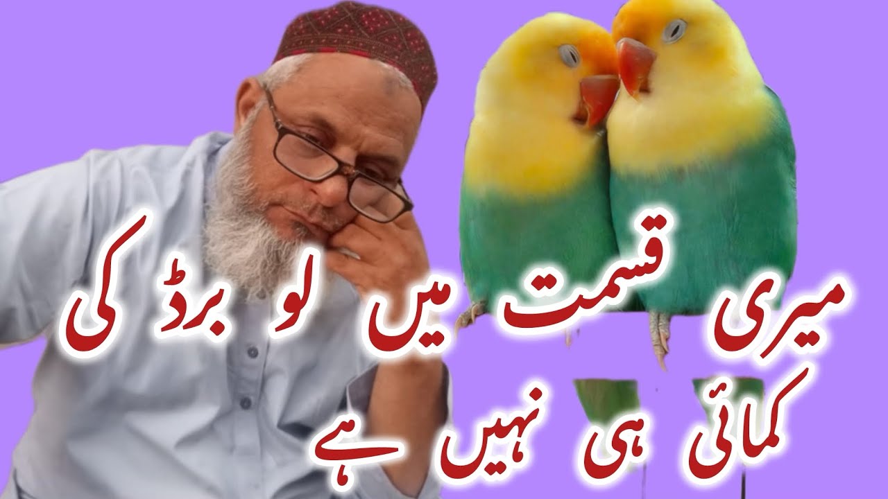 Lovebird say Bhagnay walon ko Baba Ka Mashwara - YouTube
