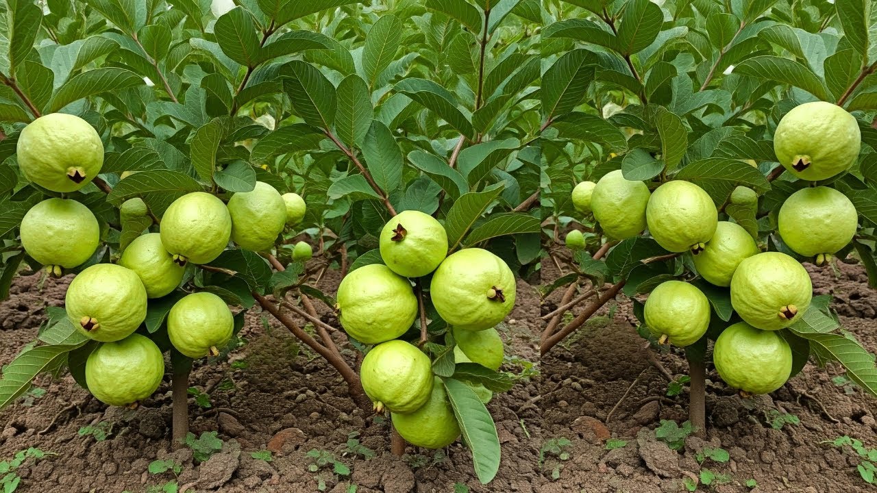 🌿Grow Guava Tree Fast with These Pro Tips! Best ideas for growing Guava ...