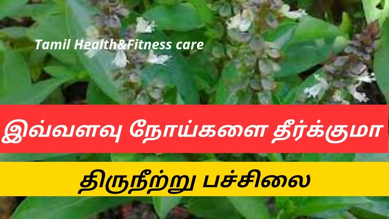 திருநீற்று பச்சிலை மருத்துவ பயன்கள்| Thiruneetru pachilai uses in tamil ...