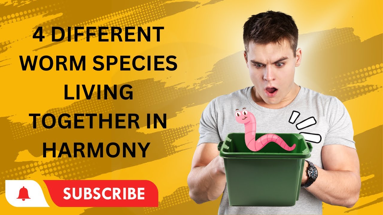 Bringing back the 4 species Worm bin, living together #vermicompost # ...