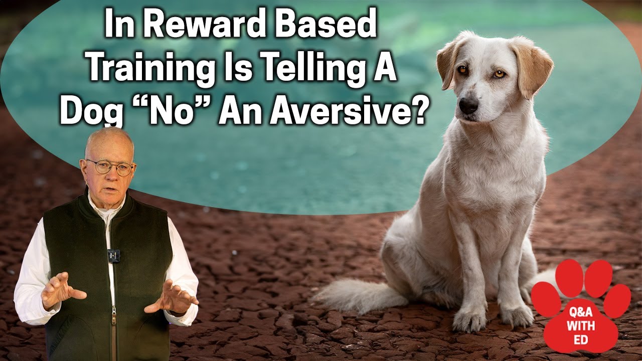 In Reward Based Training Is Telling A Dog "No" An Aversive? - YouTube