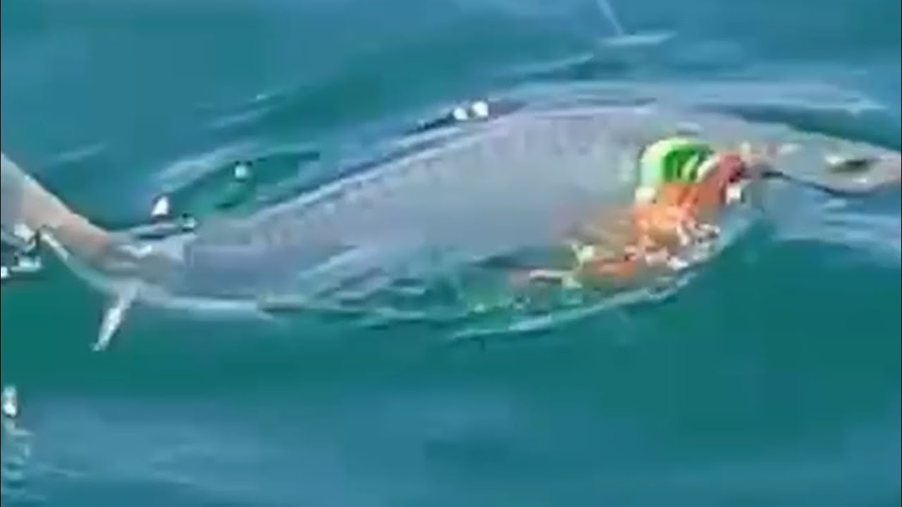 The mighty kahawai glowbite grumpy fish - YouTube