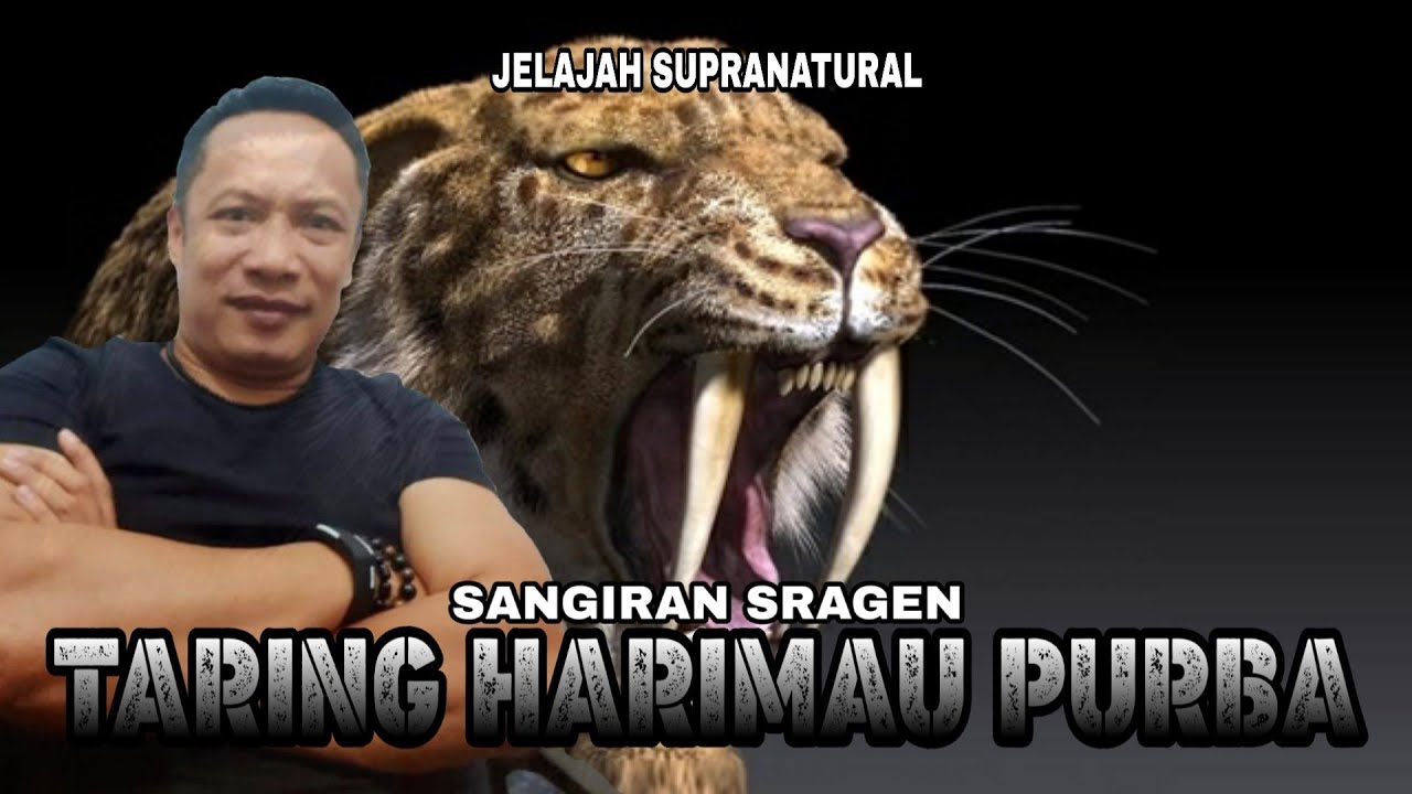 TARING HARIMAU PURBA [ sangiran sragen ] - YouTube