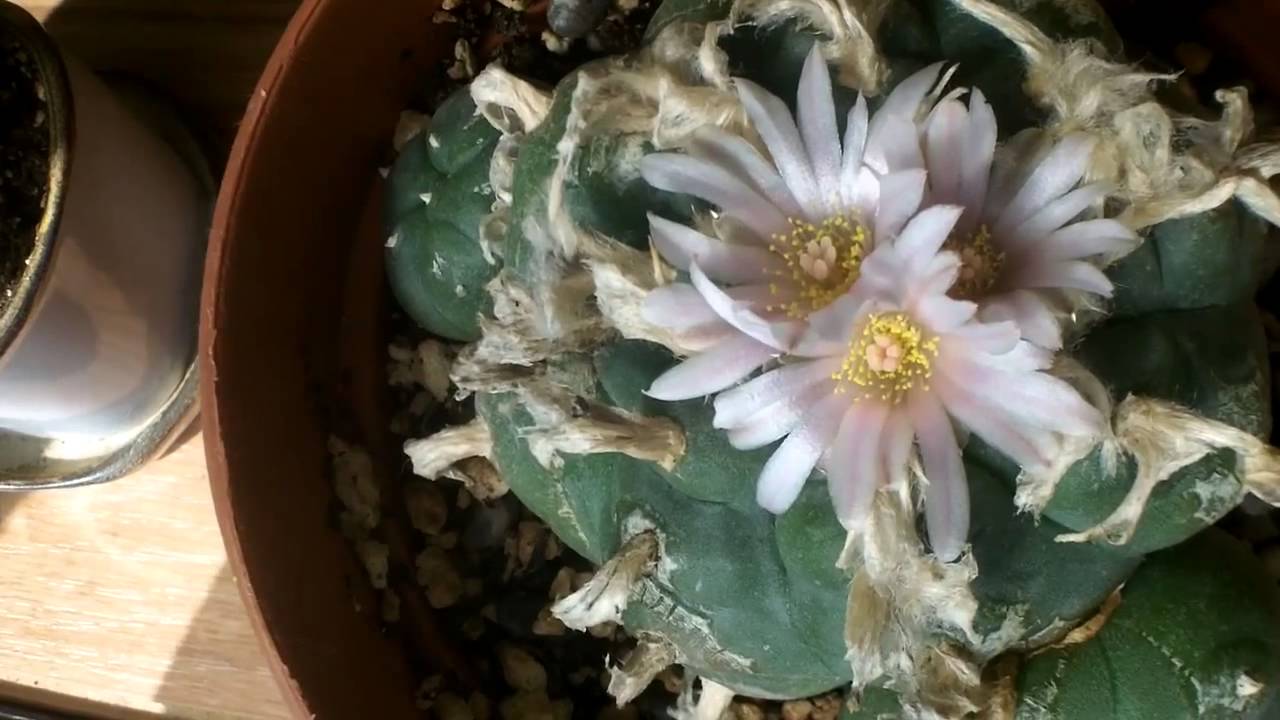 Flowering Lophophora Williamsii peyote Cacti of Spring 2015 - YouTube