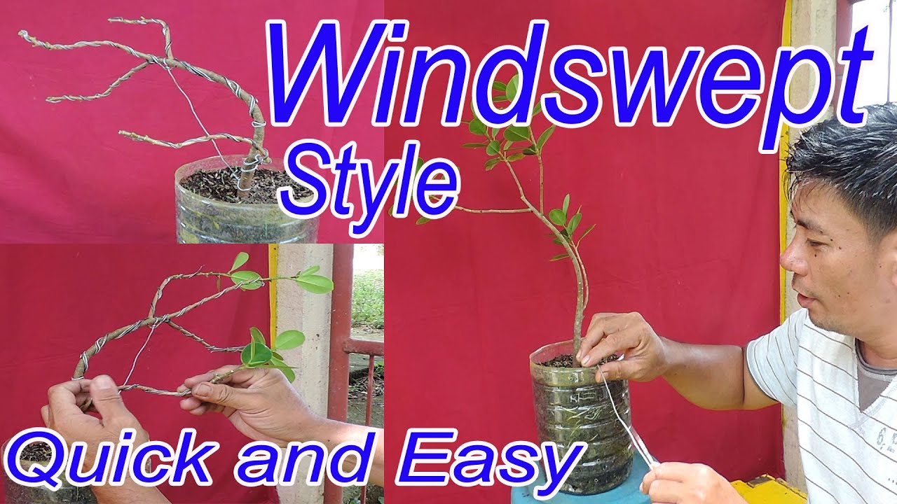 How to Make a Bonsai Wind Swept Style using Simple Material. - YouTube