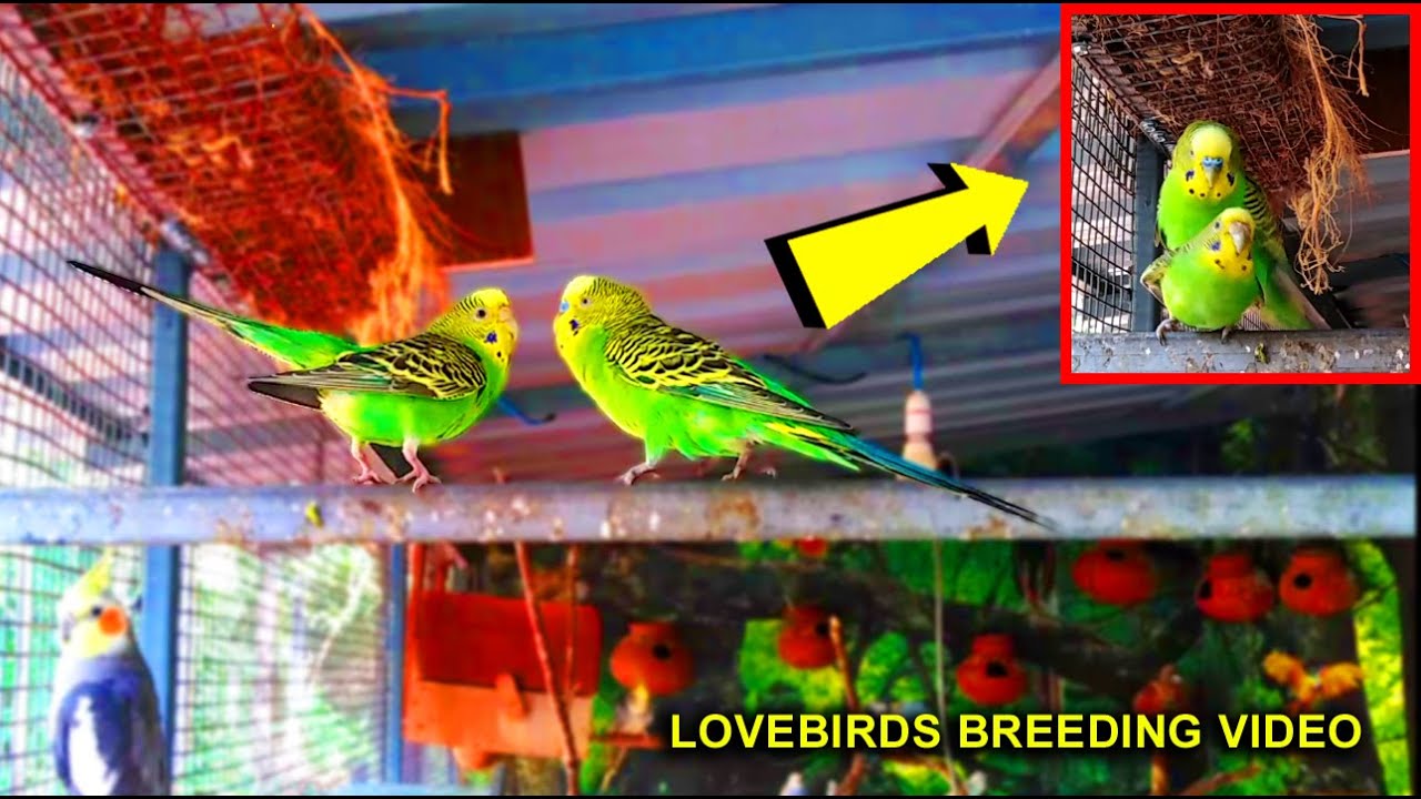 Budgies Breeding Video | Rare Video from Aviary | Budgies Mating - YouTube