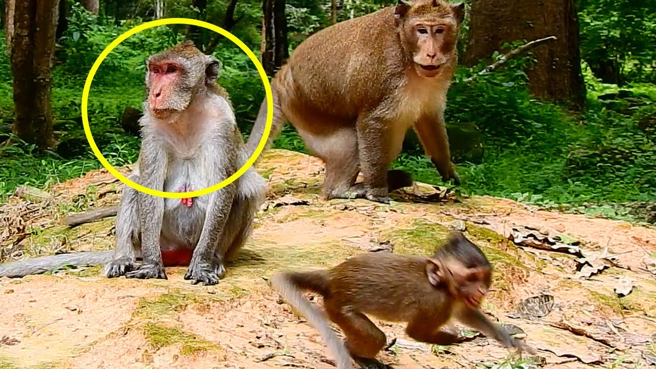 MG -Jazzy Monkey No More Delay Cry Shockin-g Left Without Milk Coz Mac ...