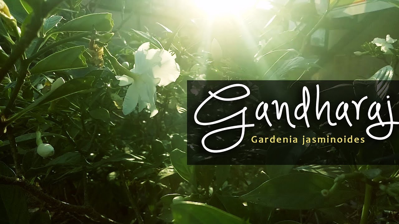 Gandharaj Flower | Know more about the Gardenia jasminoides - YouTube