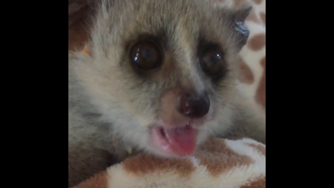 Orphaned Bushbaby Eats A Banana - YouTube