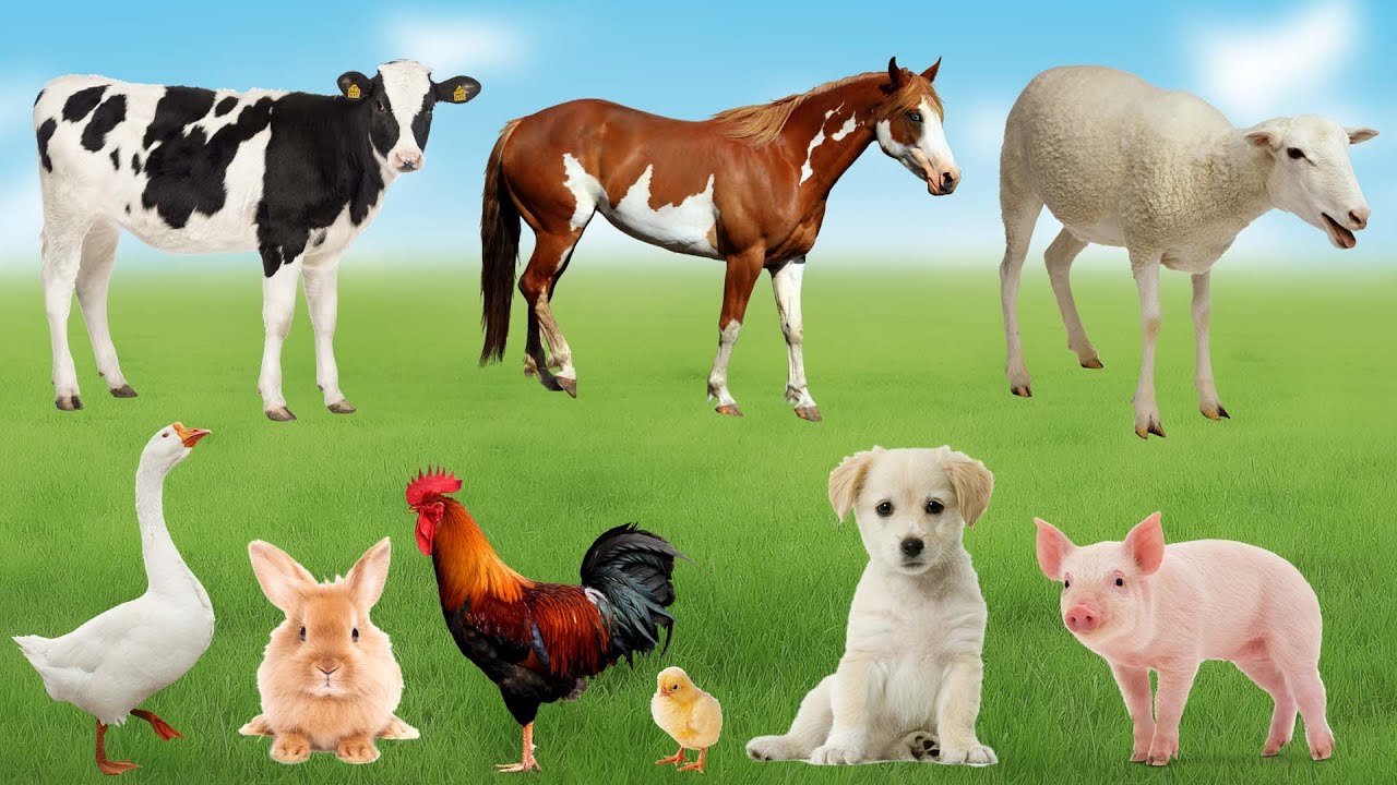 Lovely Animal Moments: Cow, Sheep, Dog, Cat, Chicken, Elephant - Animal ...