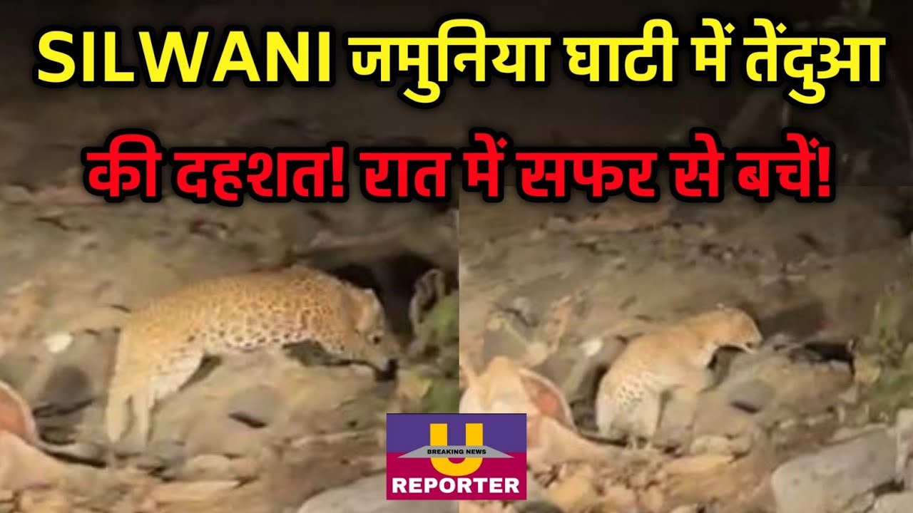 SILWANI- जमुनिया घाटी में तेंदुआ की दहशत! रात में सफर से बचें! - YouTube