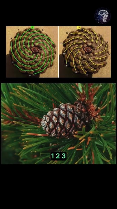 The Golden Ratio and Fibonacci: Nature's Secret Math and the Golden Ratio - YouTube