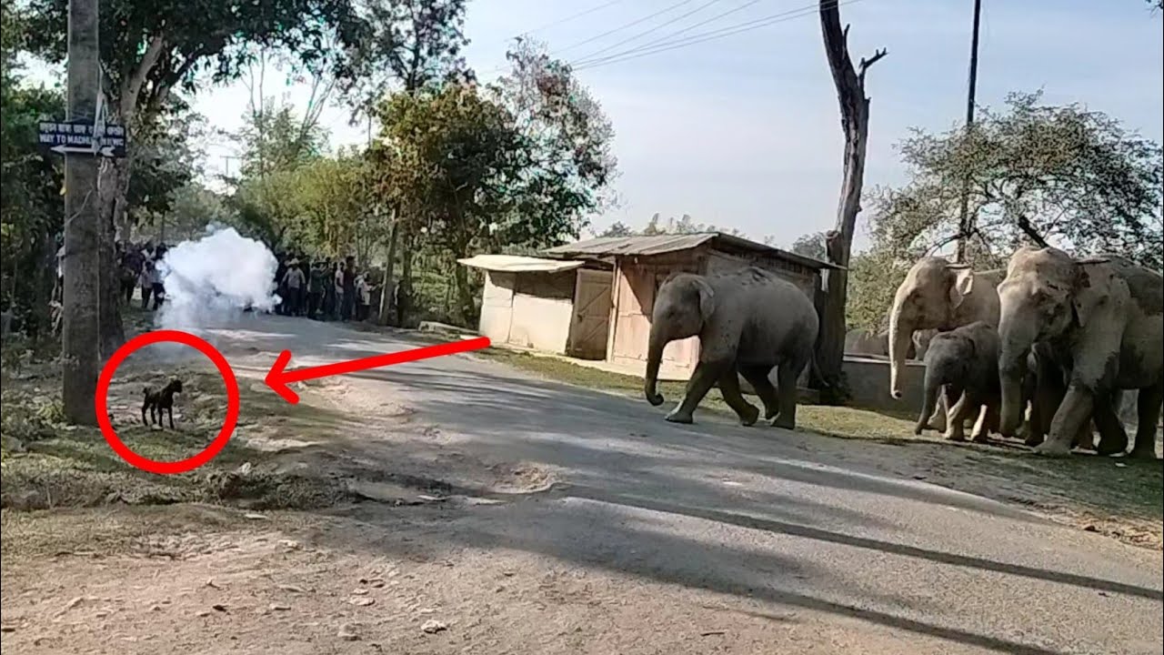 Wild Elephants Cross The Road In The Afternoon - YouTube