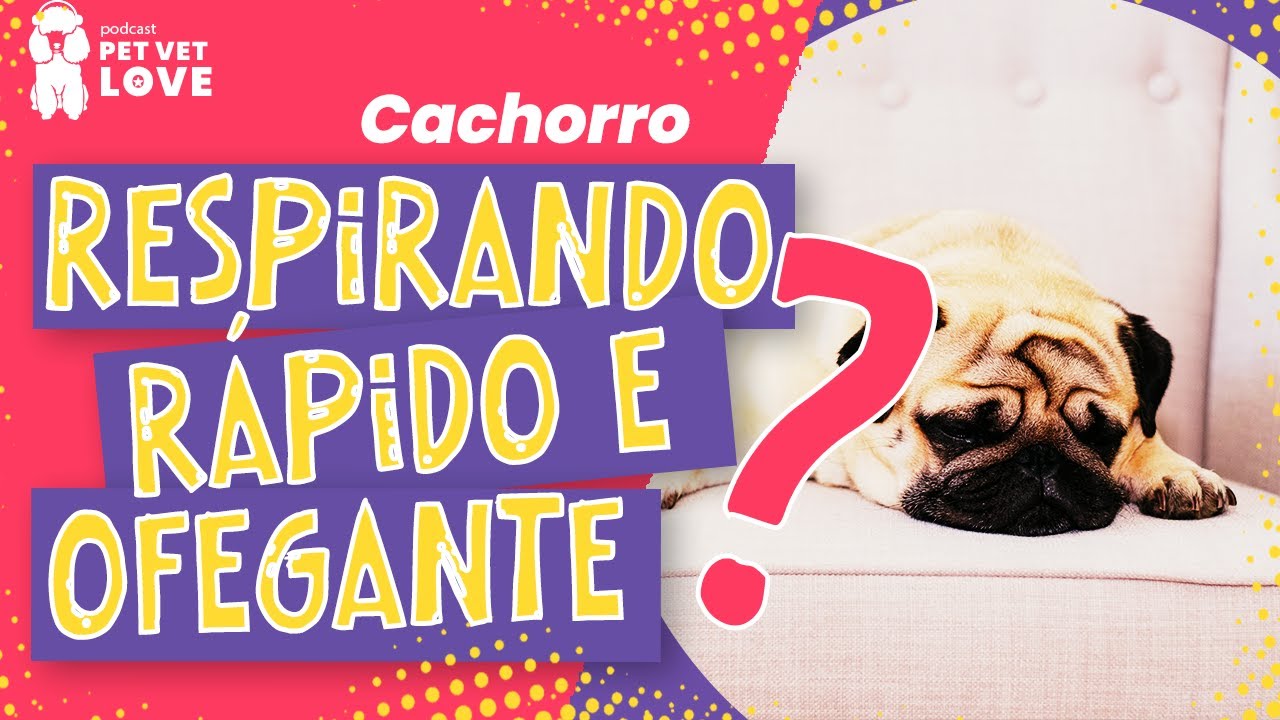 Cachorro Respirando Rápido e Ofegante Dormindo - YouTube