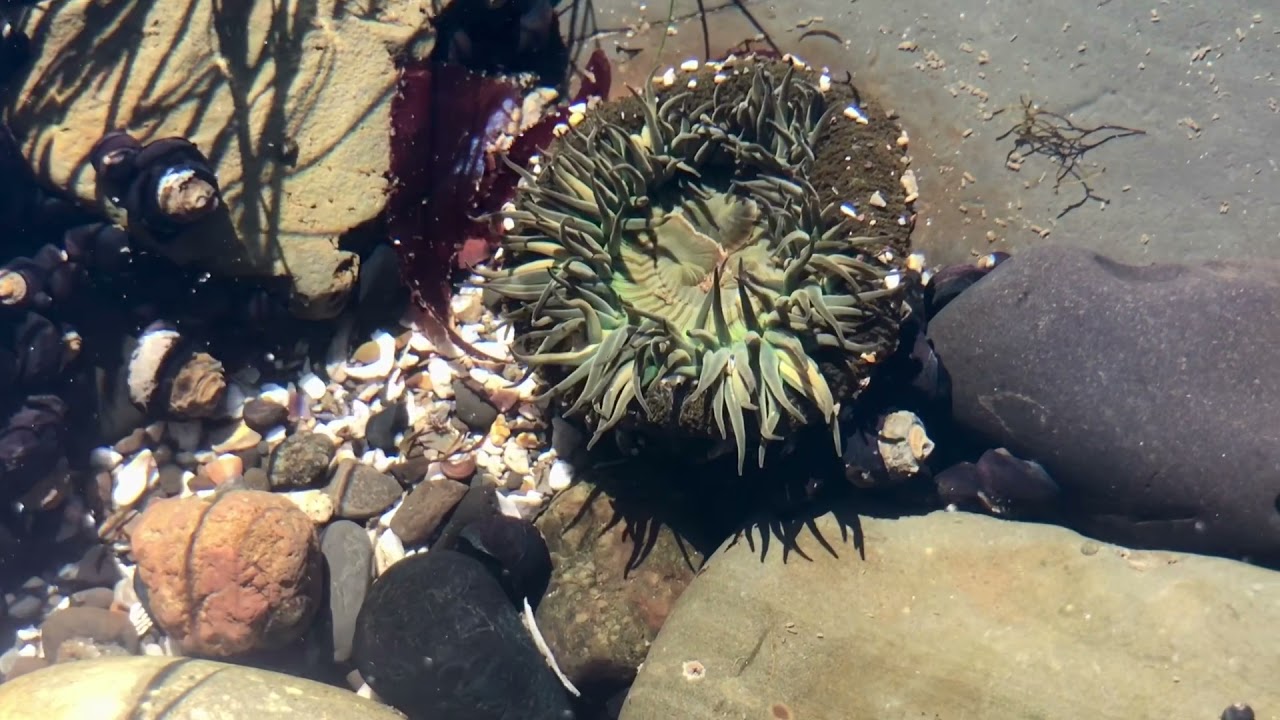 Pismo Beach Tide pools with Baby Octopus - YouTube