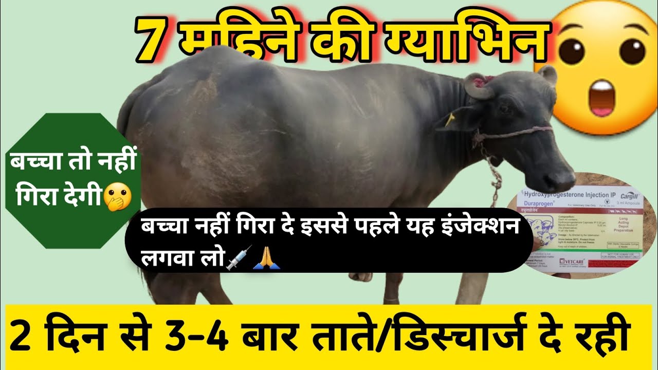7 महिने की ग्याभिन भैंस ने बाल्वे/ताते/डिस्चार्ज देने शुरू कर दिया ...