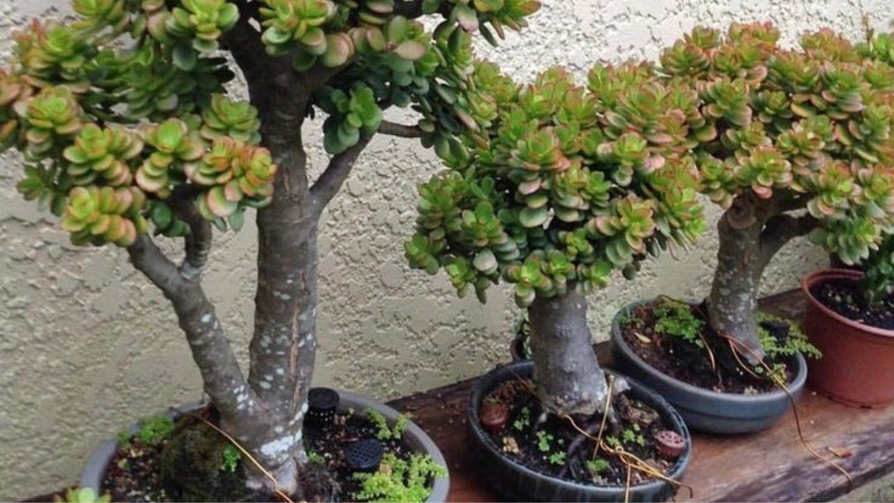 Jade topiary 🌿| jade bonsai | jade pyramid topiary 🌱 - YouTube