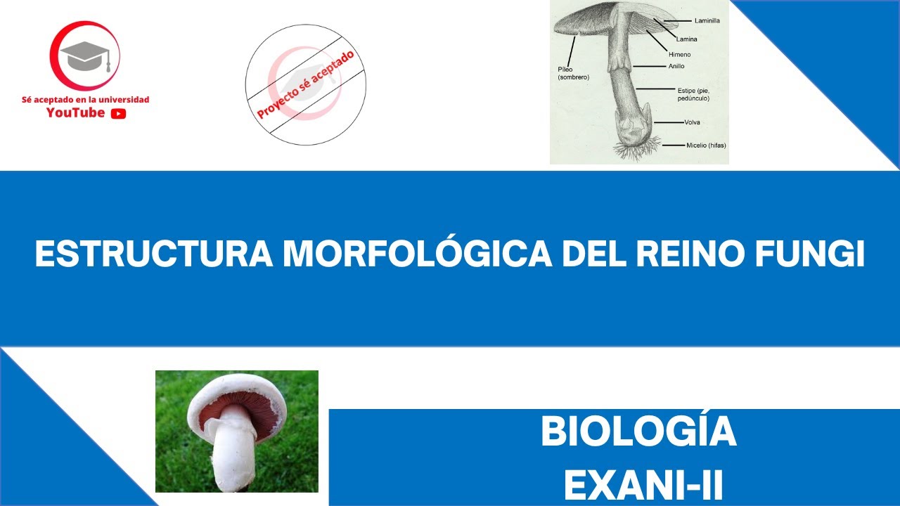 ESTRUCTURA MORFOLÓGICA DEL REINO FUNGI | BIOLOGÍA | EXANI-II 2024 - YouTube